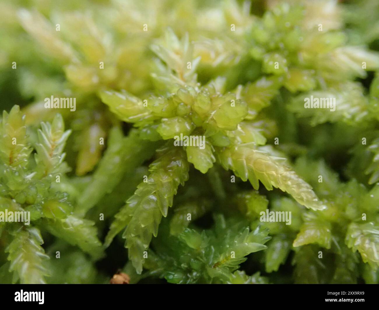 Papillose Peatmoss (Sphagnum papillosum) Plantae Stock Photo - Alamy
