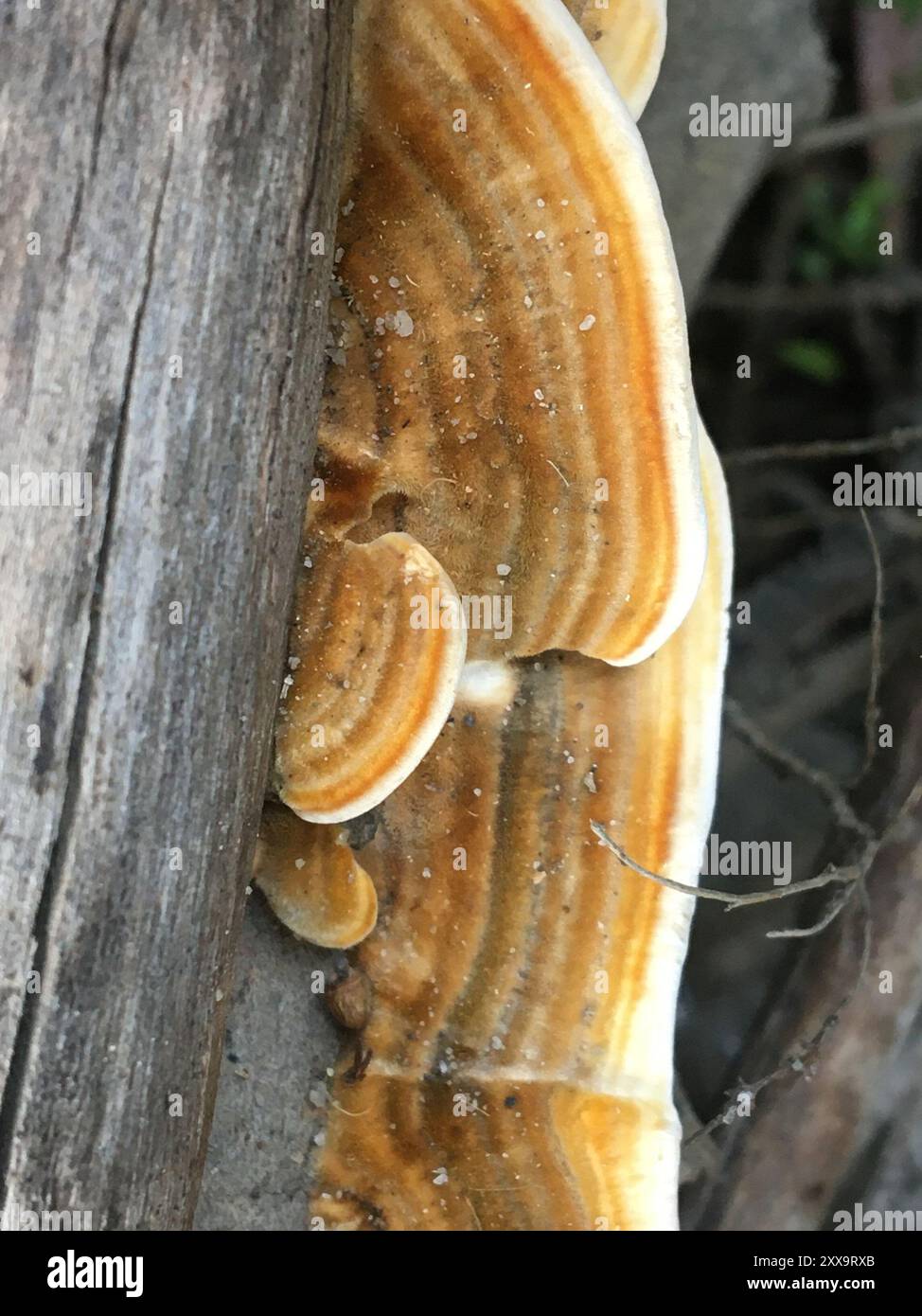 shelf fungi (Polyporales) Fungi Stock Photo - Alamy