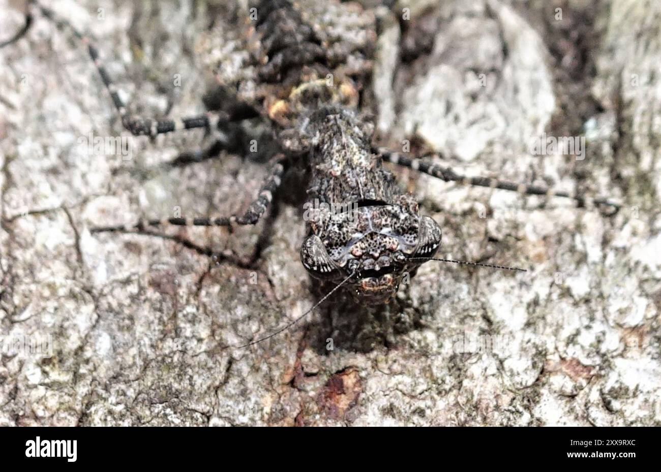Boxer Bark Mantises (Paraoxypilus) Insecta Stock Photo - Alamy