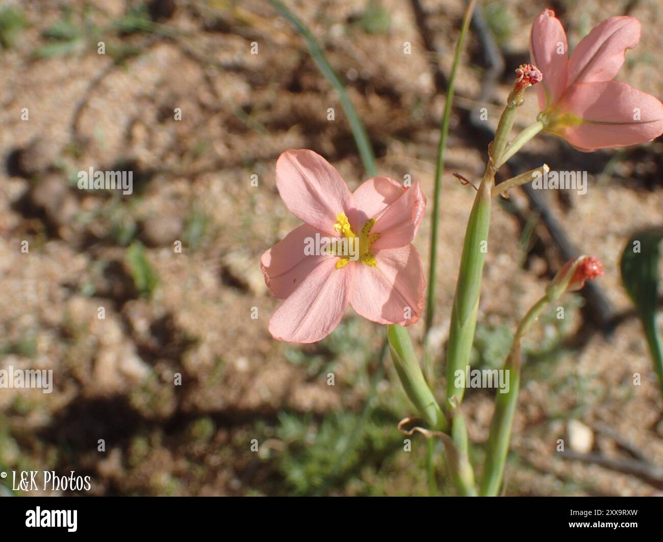 Two-leaved Cape tulip (Moraea miniata) Plantae Stock Photo - Alamy