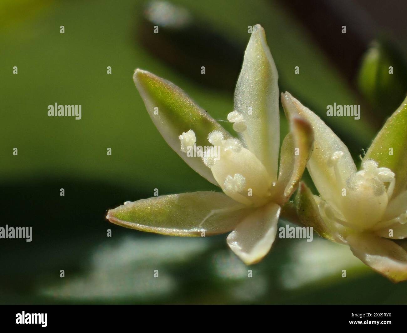 Slender Carpet-weed (Glinus oppositifolius) Plantae Stock Photo - Alamy