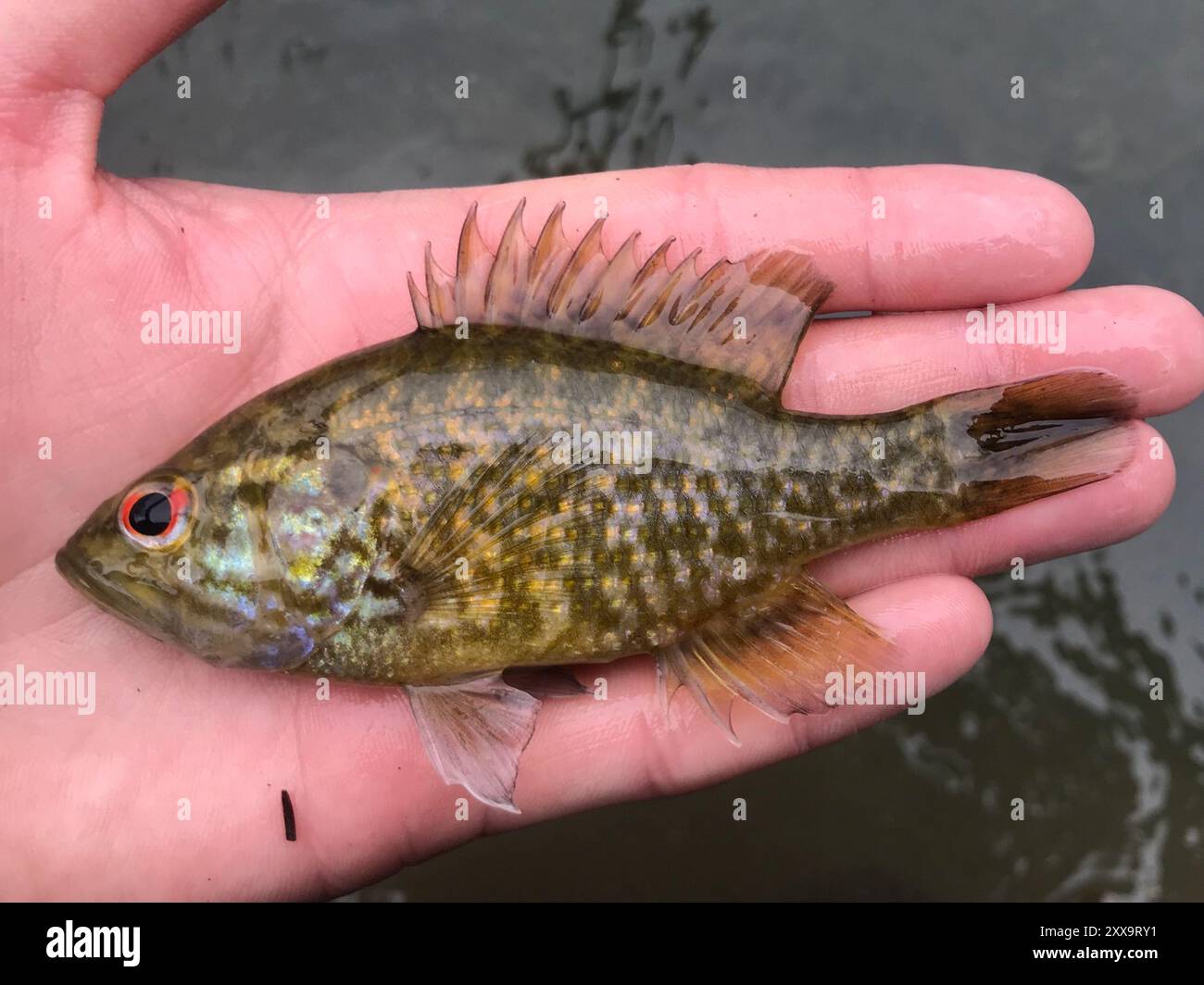 Warmouth hi-res stock photography and images - Alamy