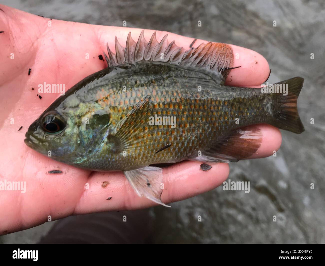 Redspotted Sunfish (Lepomis miniatus) Actinopterygii Stock Photo - Alamy
