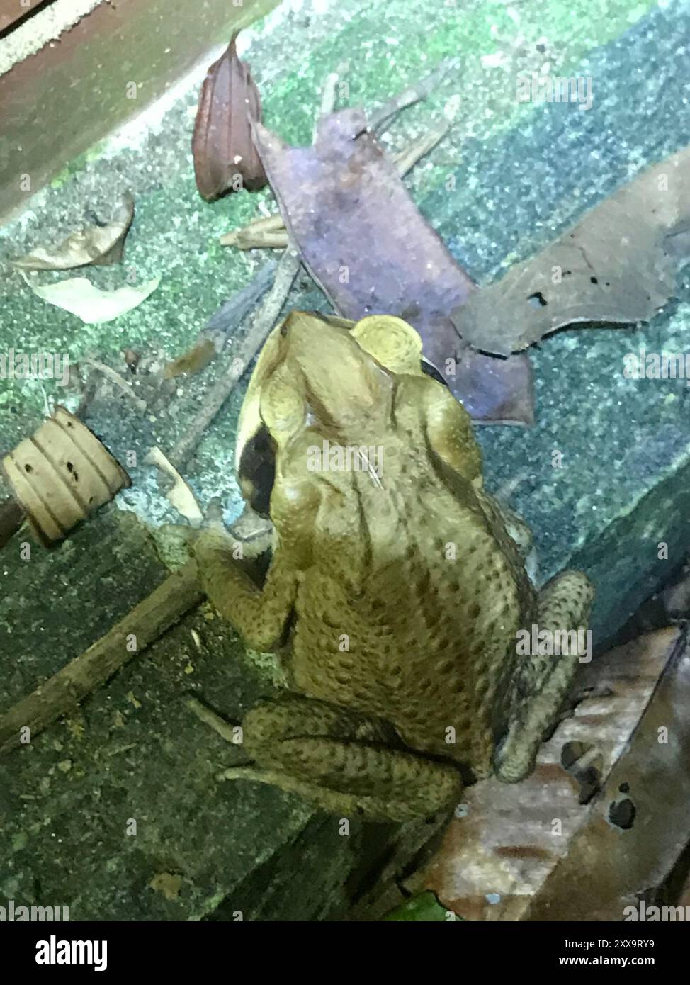 Striped Toad (Rhinella crucifer) Amphibia Stock Photo - Alamy