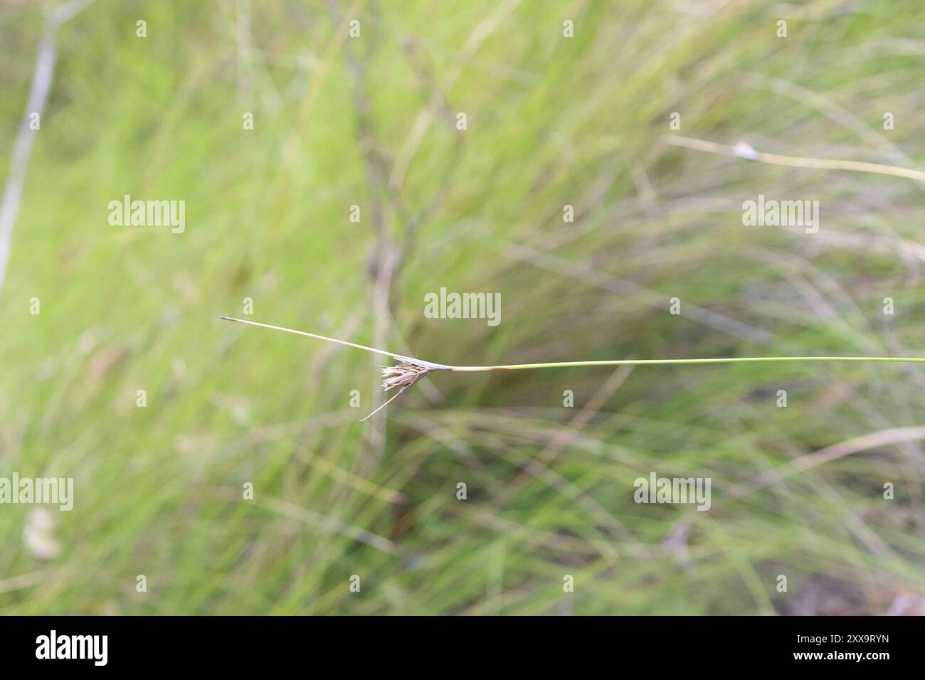 Feather Sedge (Ptilothrix deusta) Plantae Stock Photo - Alamy