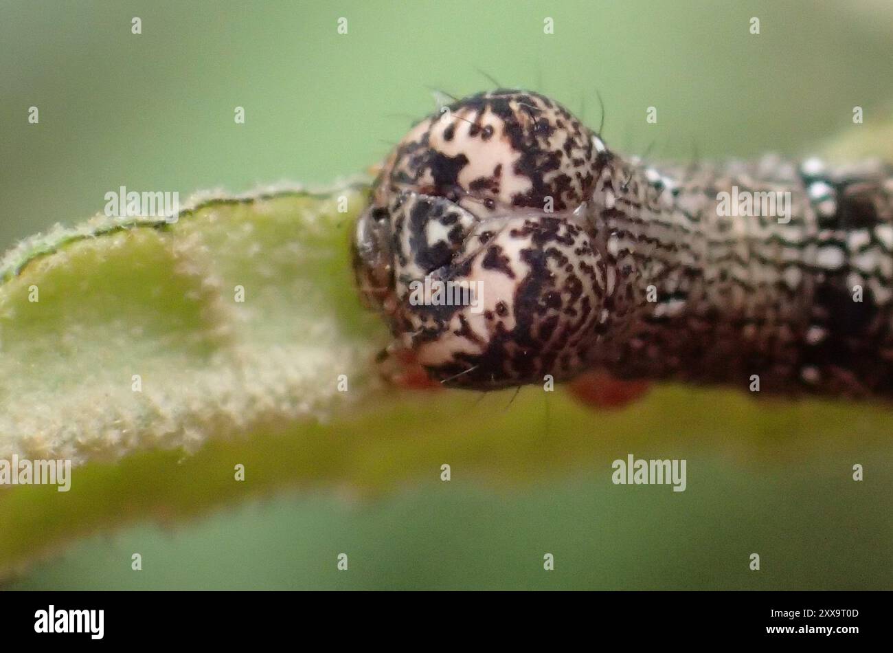 Geometer Moths (Geometridae) Insecta Stock Photo - Alamy