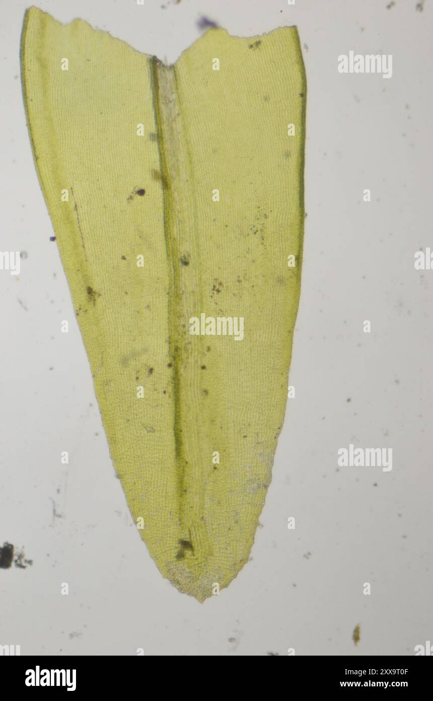Yellow Fringe-moss (Racomitrium aciculare) Plantae Stock Photo - Alamy