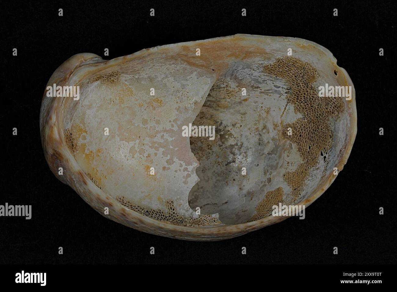 Common Atlantic Slippersnail (Crepidula fornicata) Mollusca Stock Photo ...