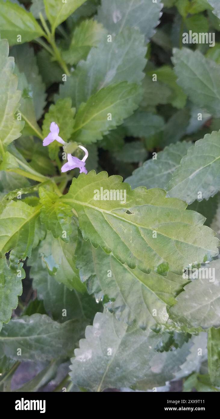 Porterweed (Stachytarpheta) Plantae Stock Photo - Alamy