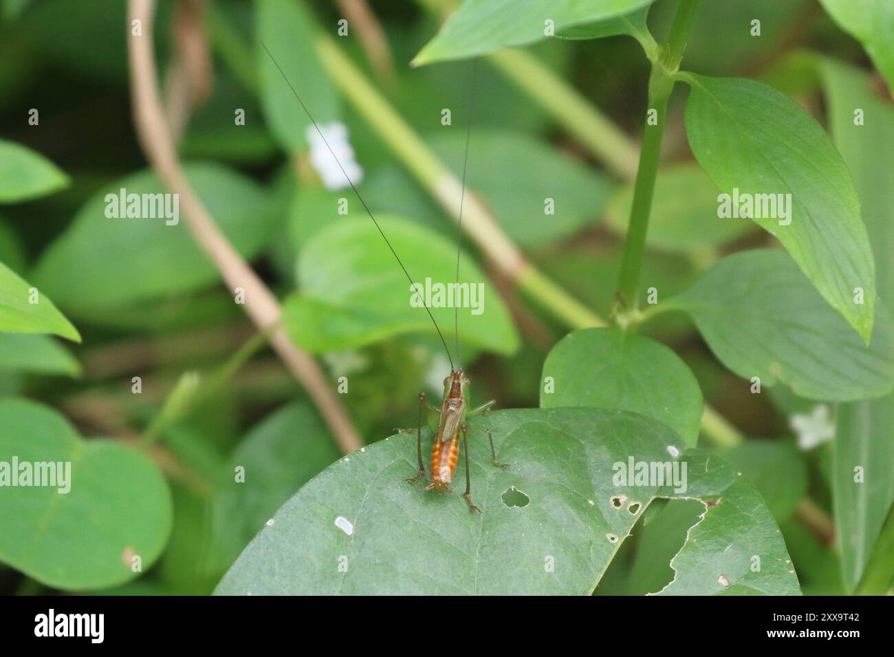 Long-horned Meadow Katydid (Conocephalus saltator) Insecta Stock Photo ...