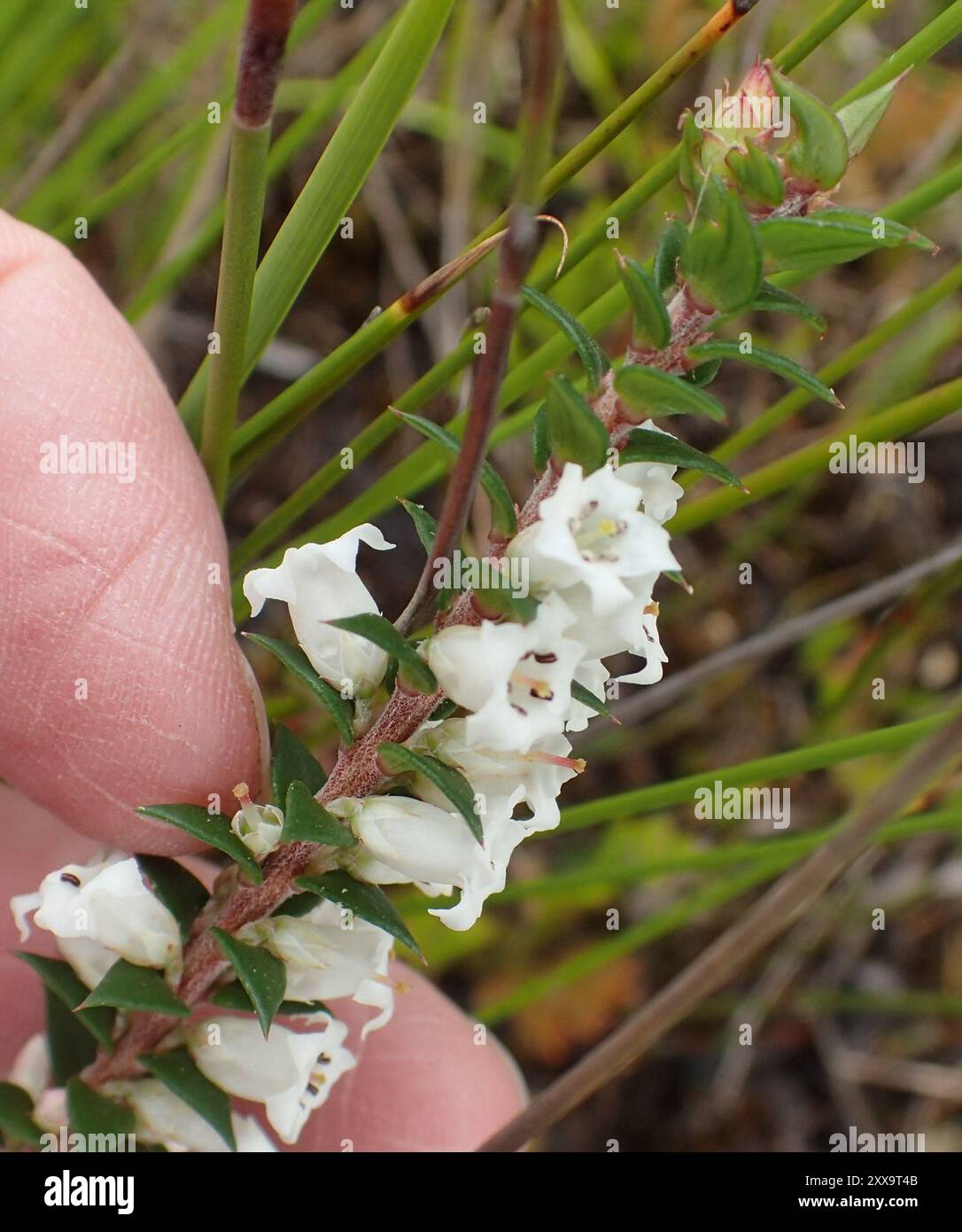 Common Heath (Epacris impressa) Plantae Stock Photo - Alamy