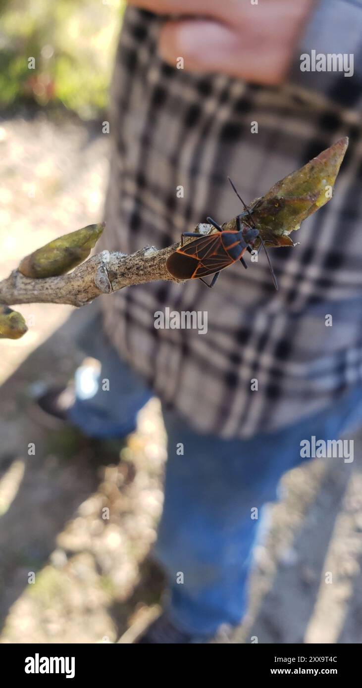 Western Boxelder Bug (Boisea rubrolineata) Insecta Stock Photo - Alamy