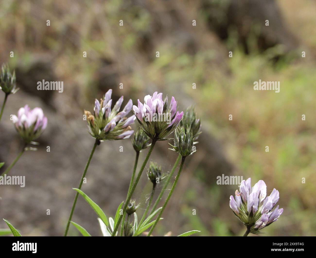 arabian pea (Bituminaria bituminosa) Plantae Stock Photo - Alamy