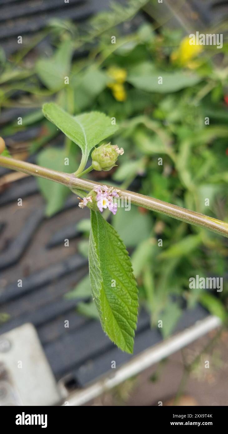 southern fogfruit (Lippia stoechadifolia) Plantae Stock Photo - Alamy