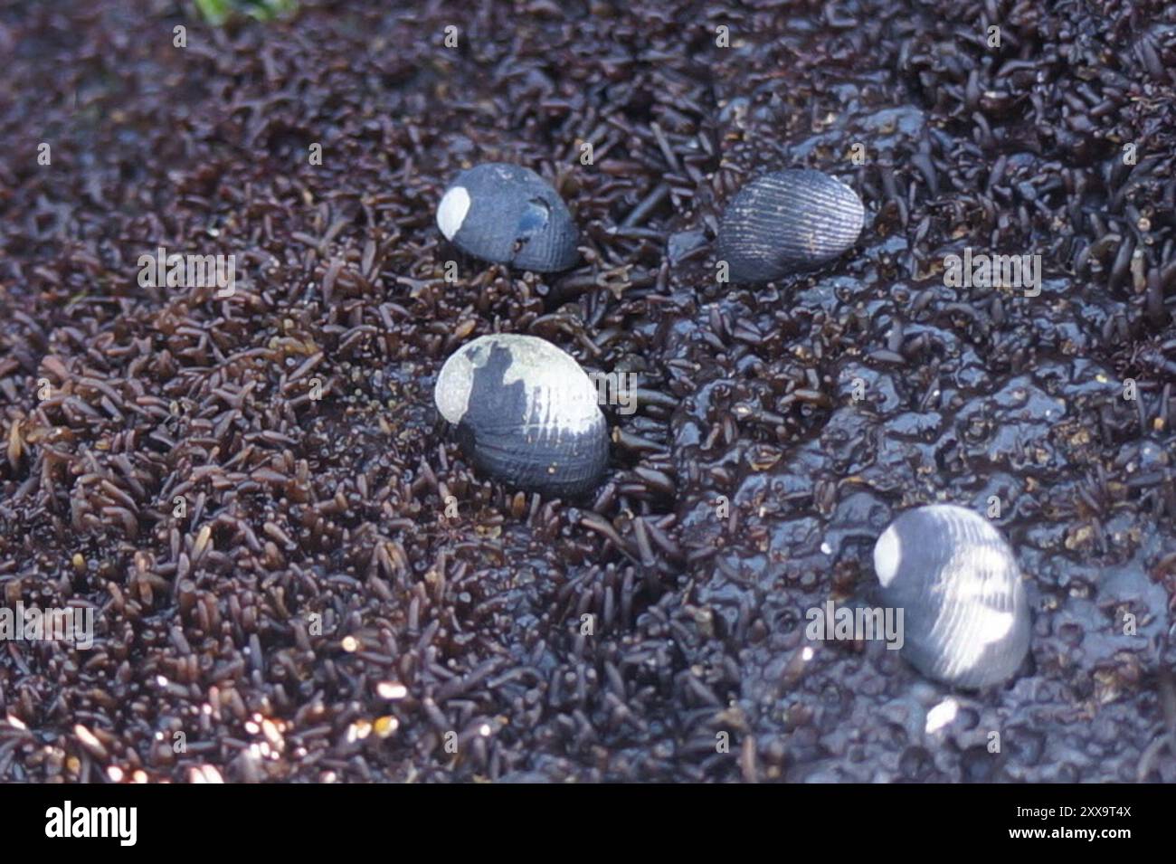 Hawaiian Black Nerite (Nerita picea) Mollusca Stock Photo - Alamy