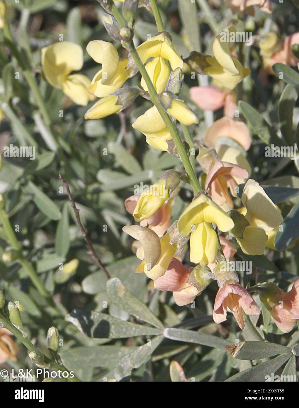 legumes (Fabaceae) Plantae Stock Photo - Alamy