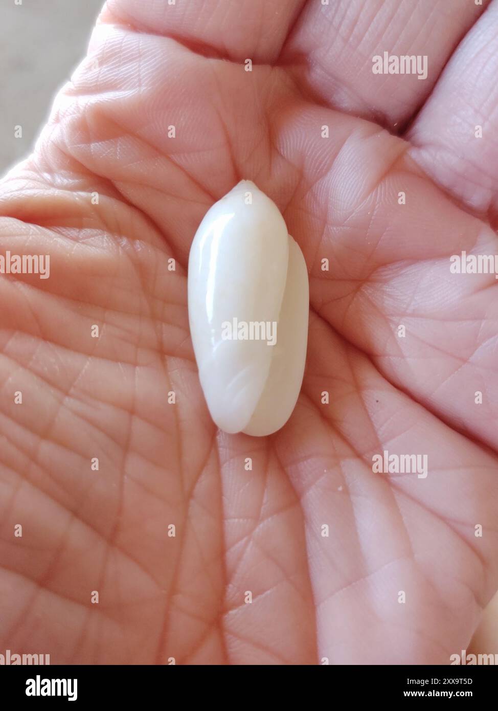 Netted Olive (Oliva reticularis) Mollusca Stock Photo - Alamy