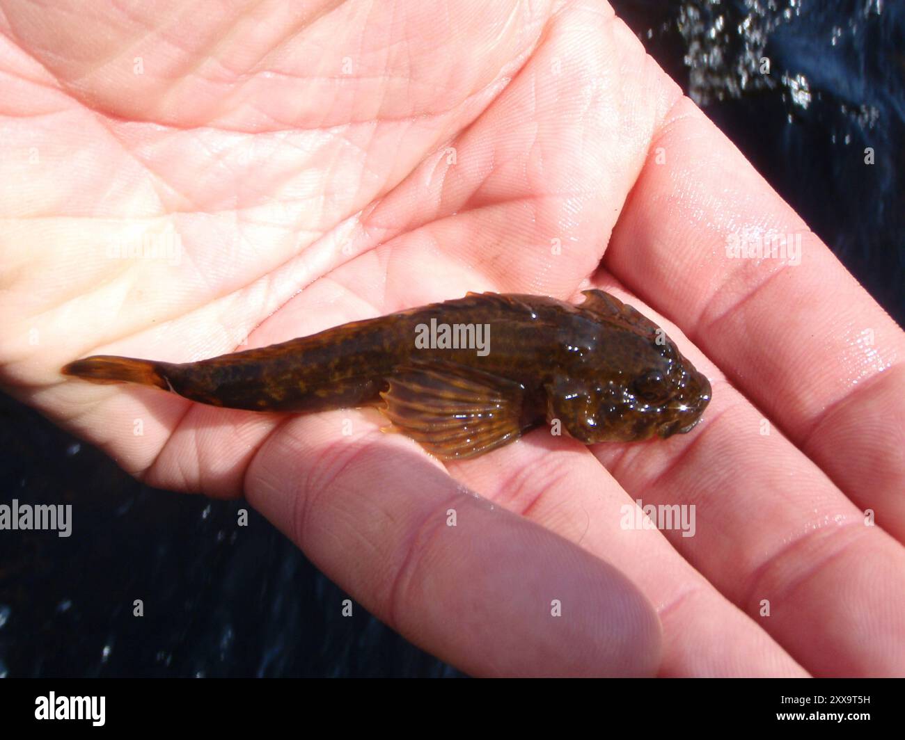 Mottled Sculpin (Cottus bairdii) Actinopterygii Stock Photo - Alamy