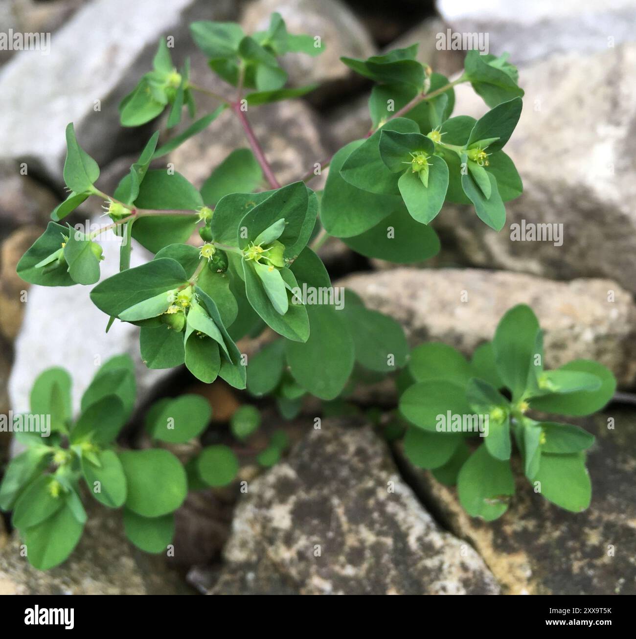 Petty Spurge (Euphorbia peplus) Plantae Stock Photo - Alamy