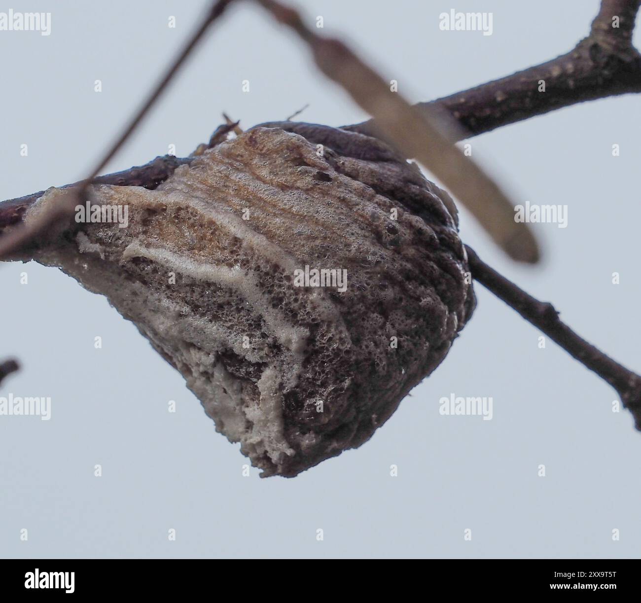 Chinese Mantis (Tenodera sinensis) Insecta Stock Photo - Alamy