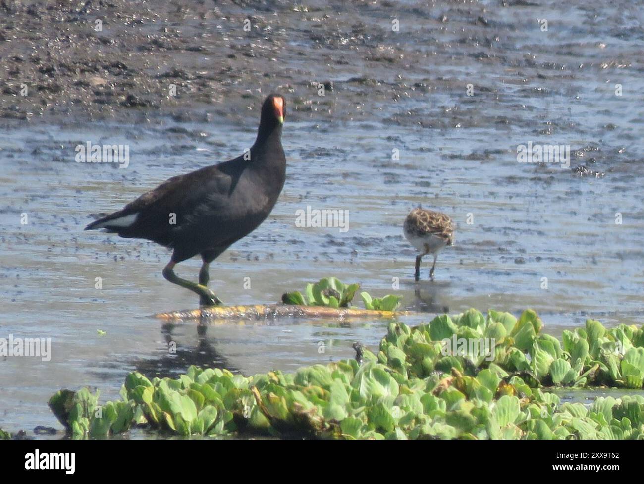Common Gallinule (Gallinula galeata) Aves Stock Photo - Alamy