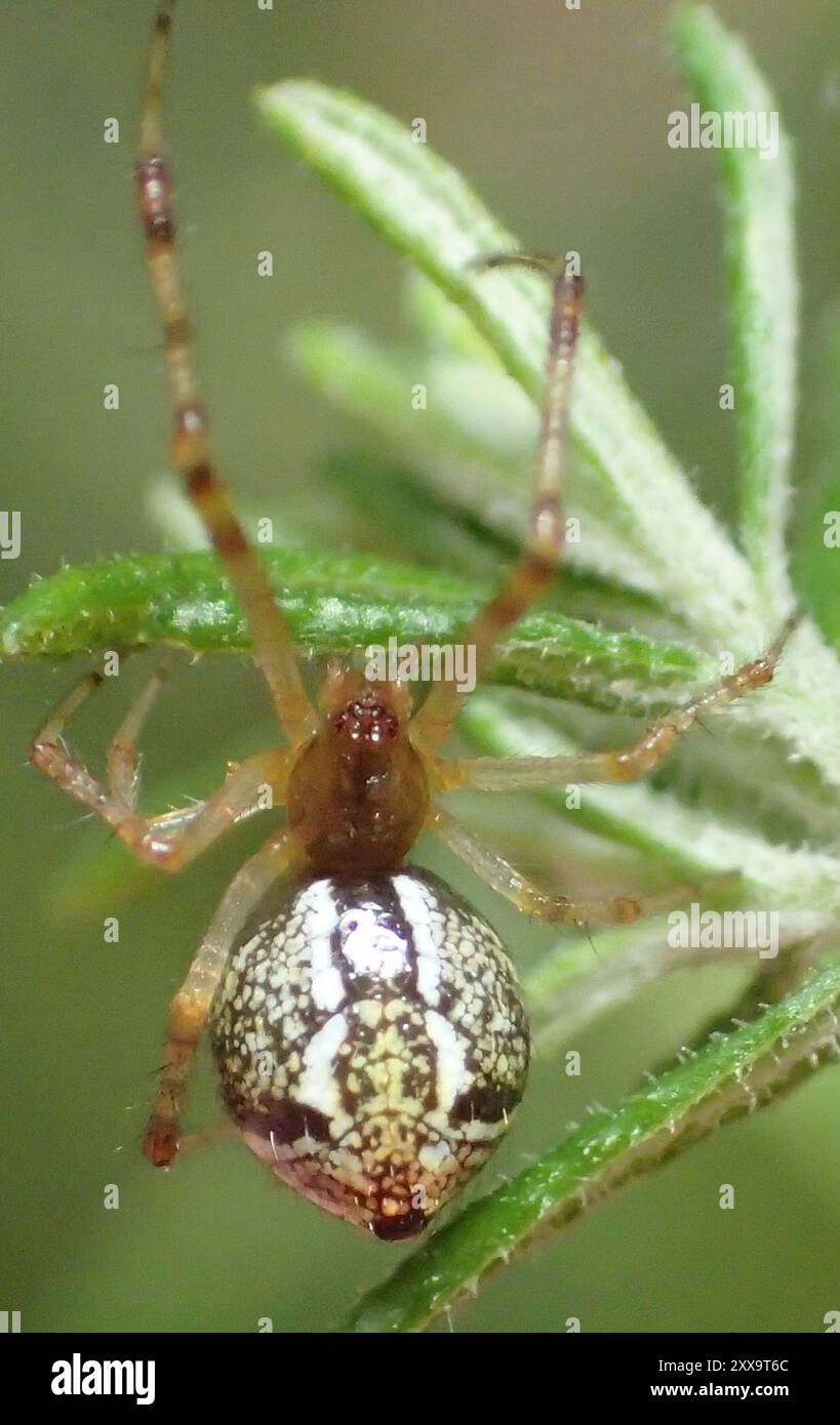 Comb-footed Spiders (Theridiidae) Arachnida Stock Photo - Alamy