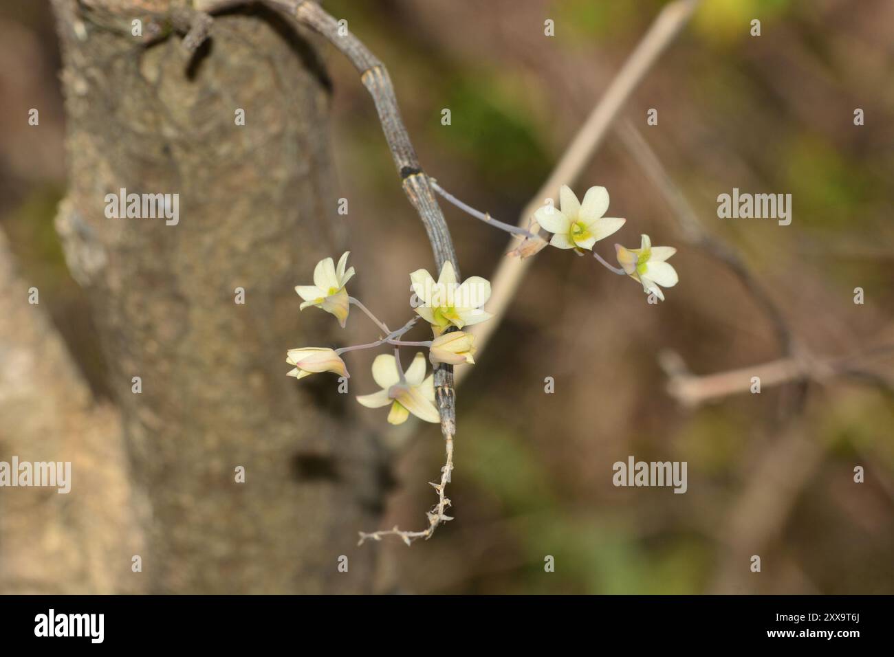 Green Lipped Dendrobium (Dendrobium ovatum) Plantae Stock Photo - Alamy