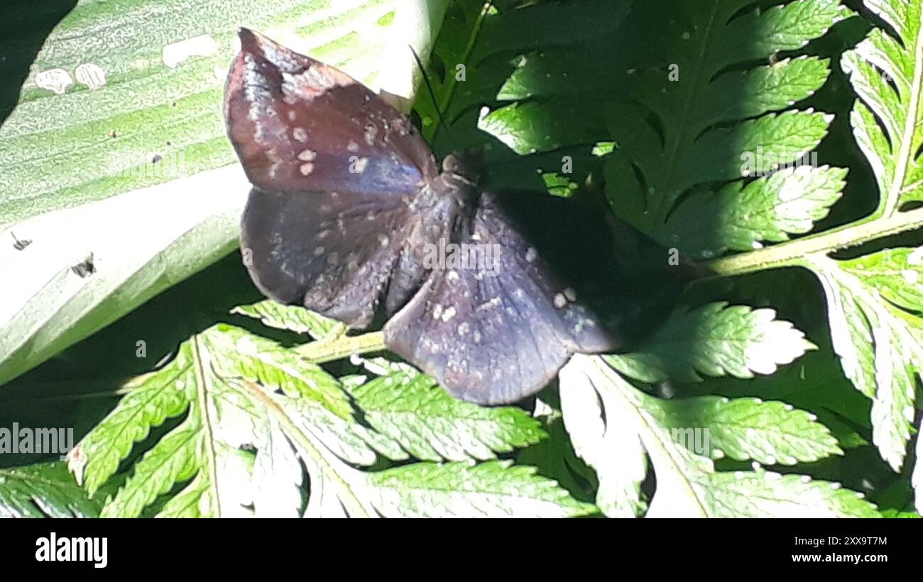 Southern Sicklewing (Eantis thraso) Insecta Stock Photo - Alamy