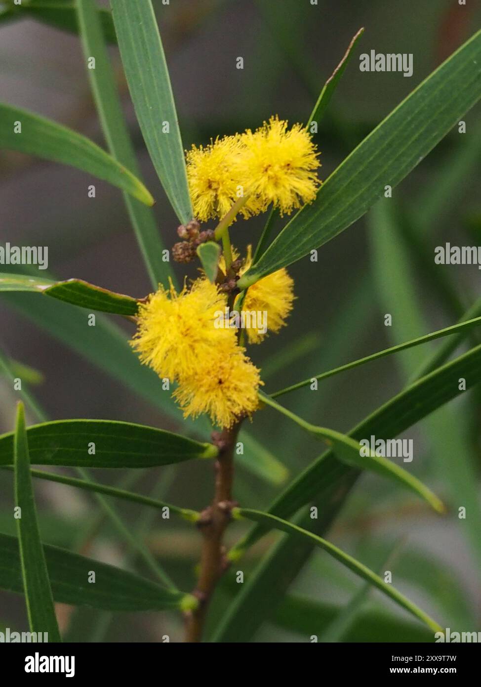 Taiwan Acacia (Acacia confusa) Plantae Stock Photo - Alamy