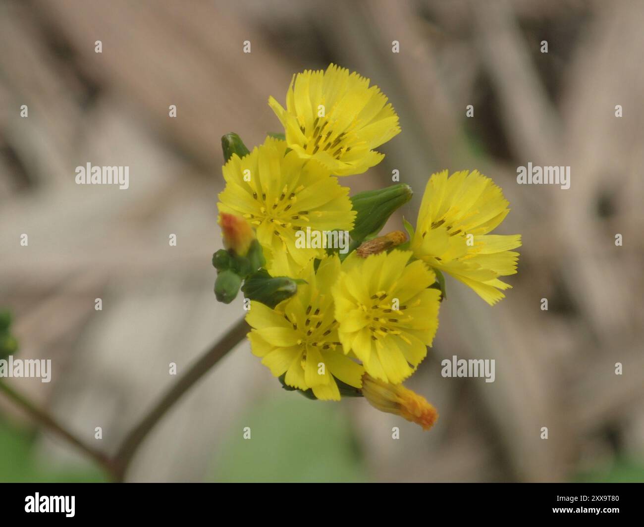 Oriental false hawksbeard (Youngia japonica) Plantae Stock Photo - Alamy