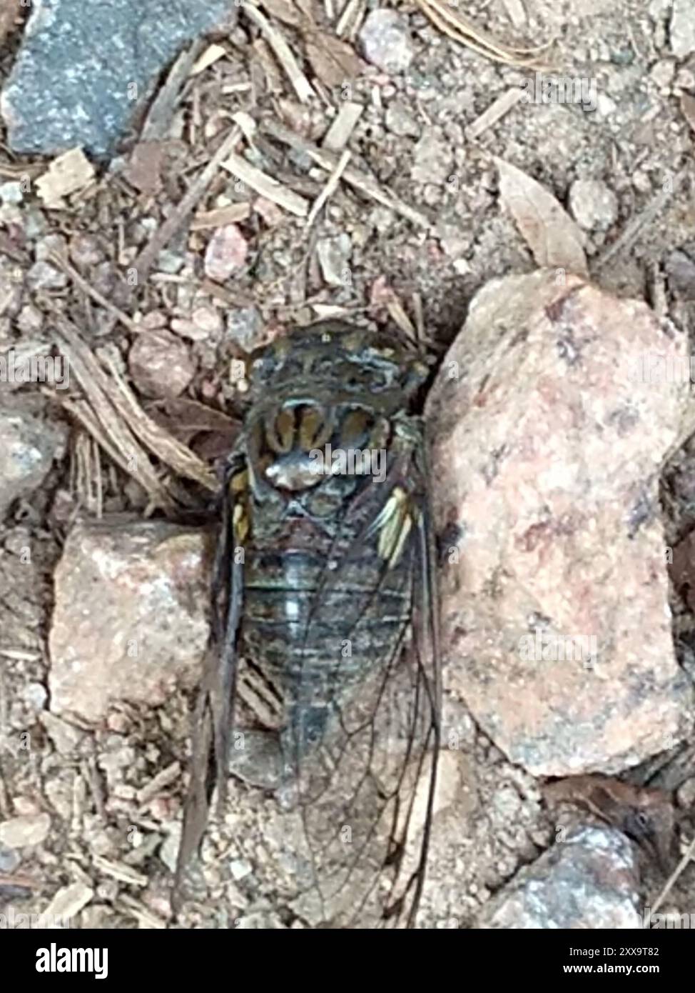 Giant Cicada (Quesada gigas) Insecta Stock Photo - Alamy