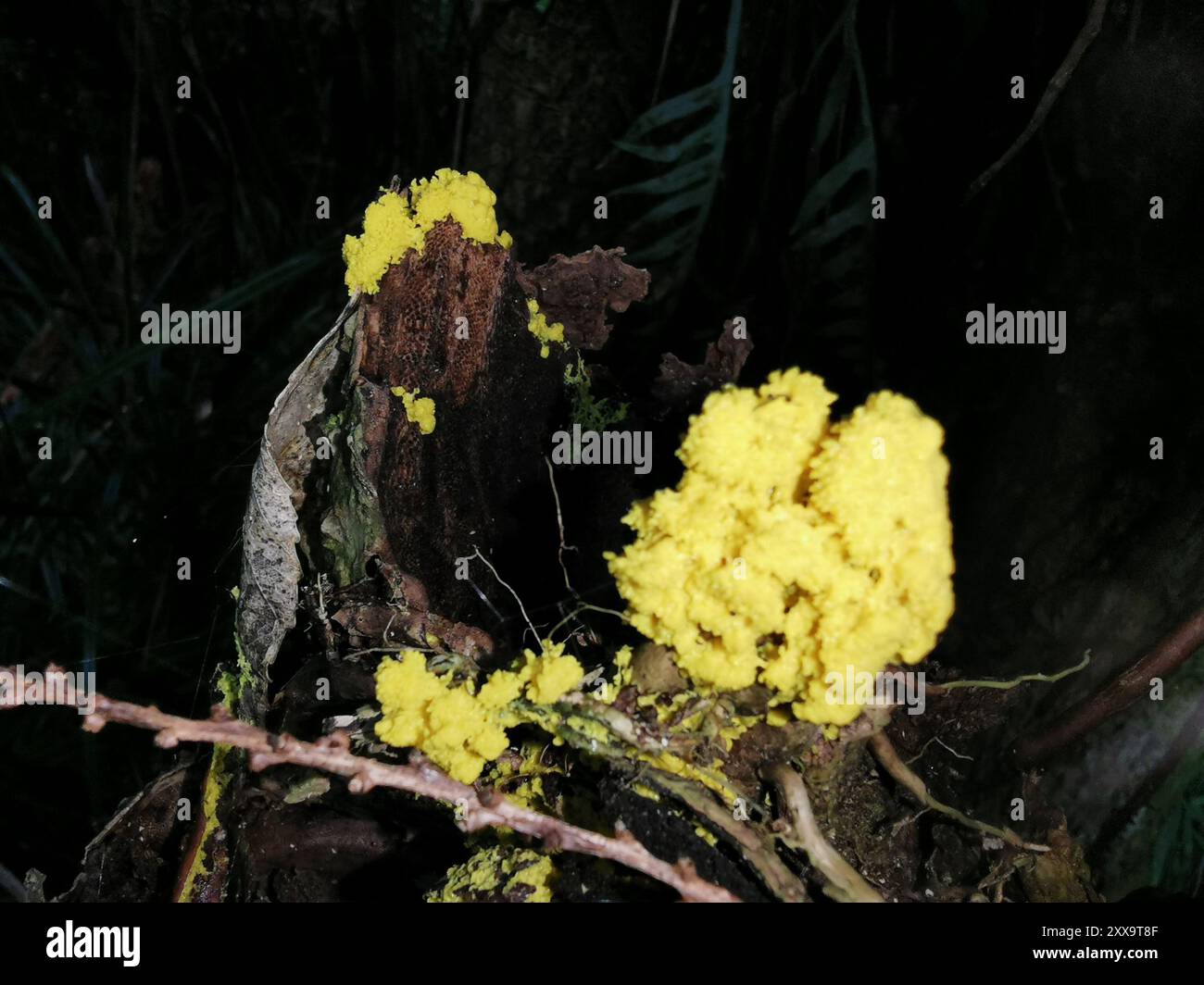 slime molds (Mycetozoa) Protozoa Stock Photo - Alamy