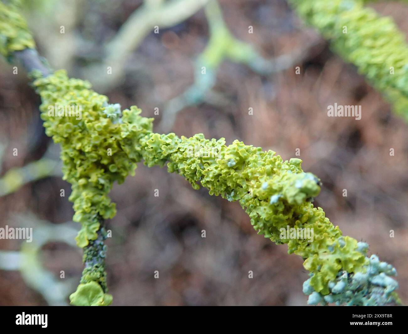 Pin-cushion Sunburst Lichen (Polycauliona polycarpa) Fungi Stock Photo ...