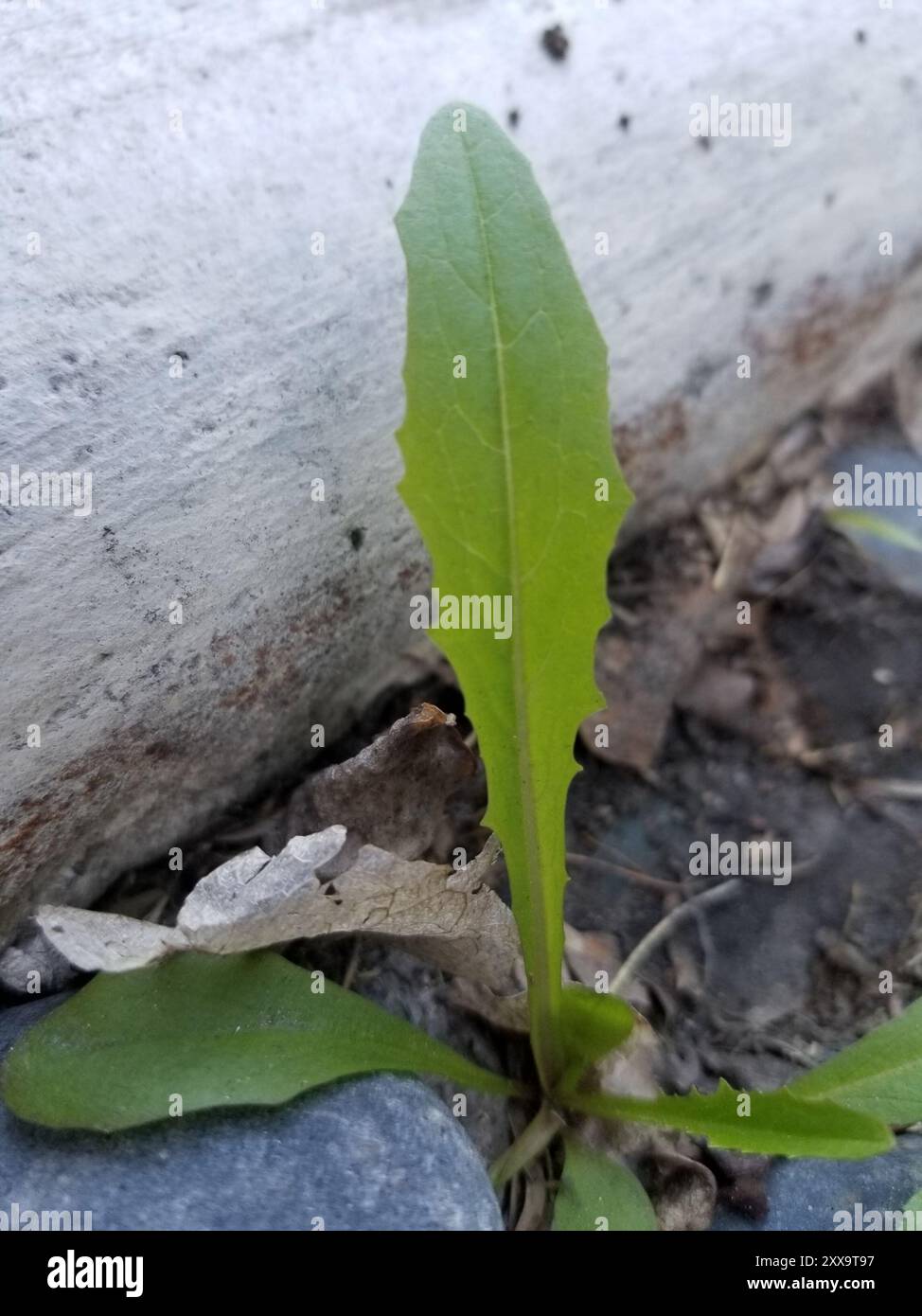 Smooth Cat's Ear (Hypochaeris glabra) Plantae Stock Photo - Alamy