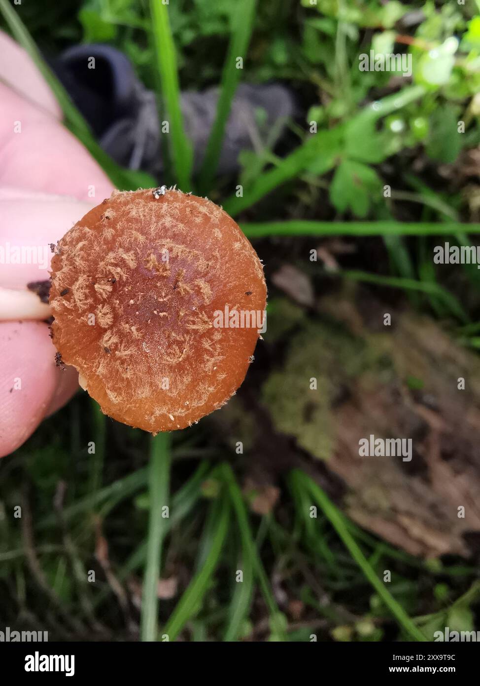 Brittlestems (Psathyrella) Fungi Stock Photo - Alamy
