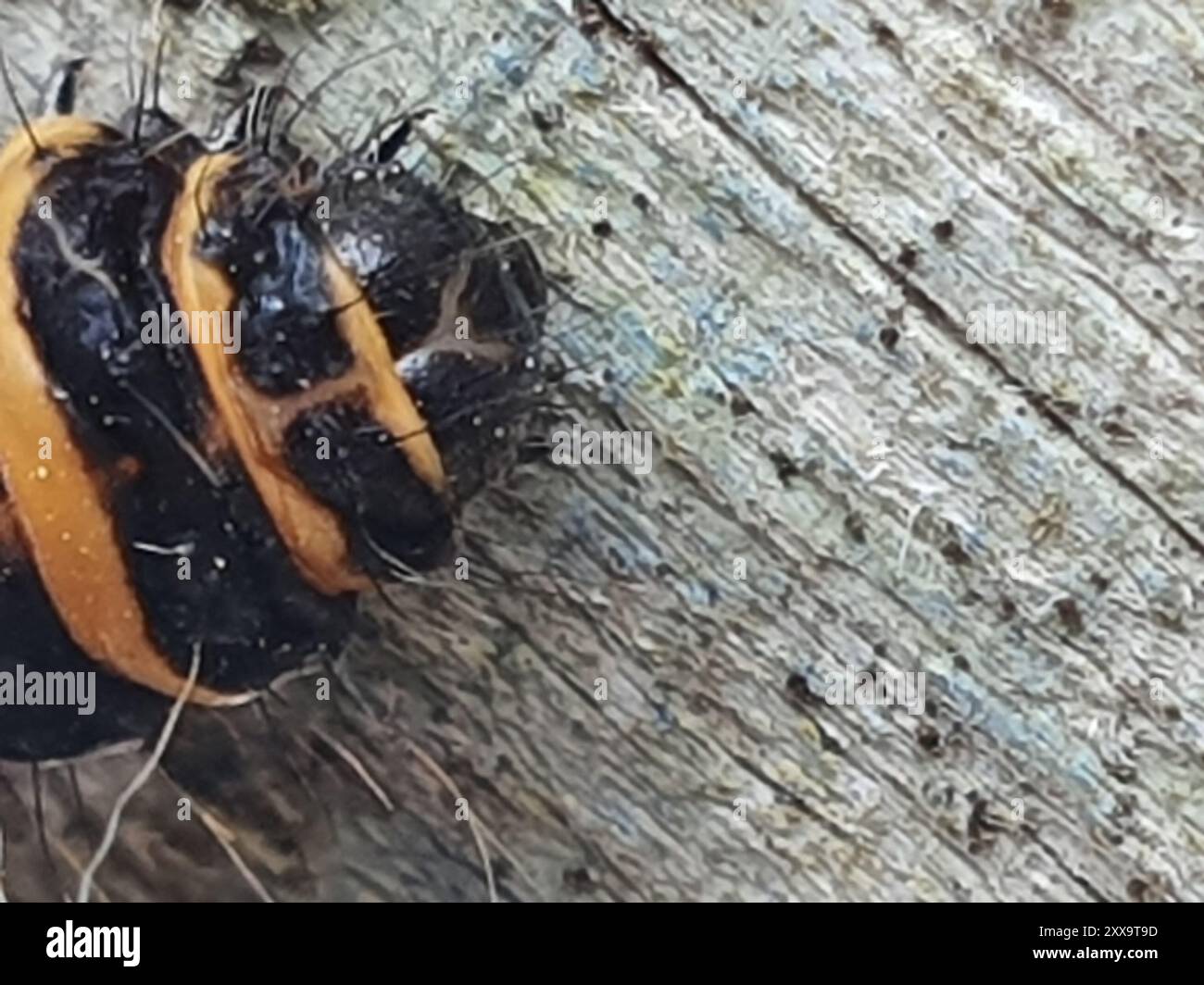 Cinnabar moth (Tyria jacobaeae) Insecta Stock Photo - Alamy