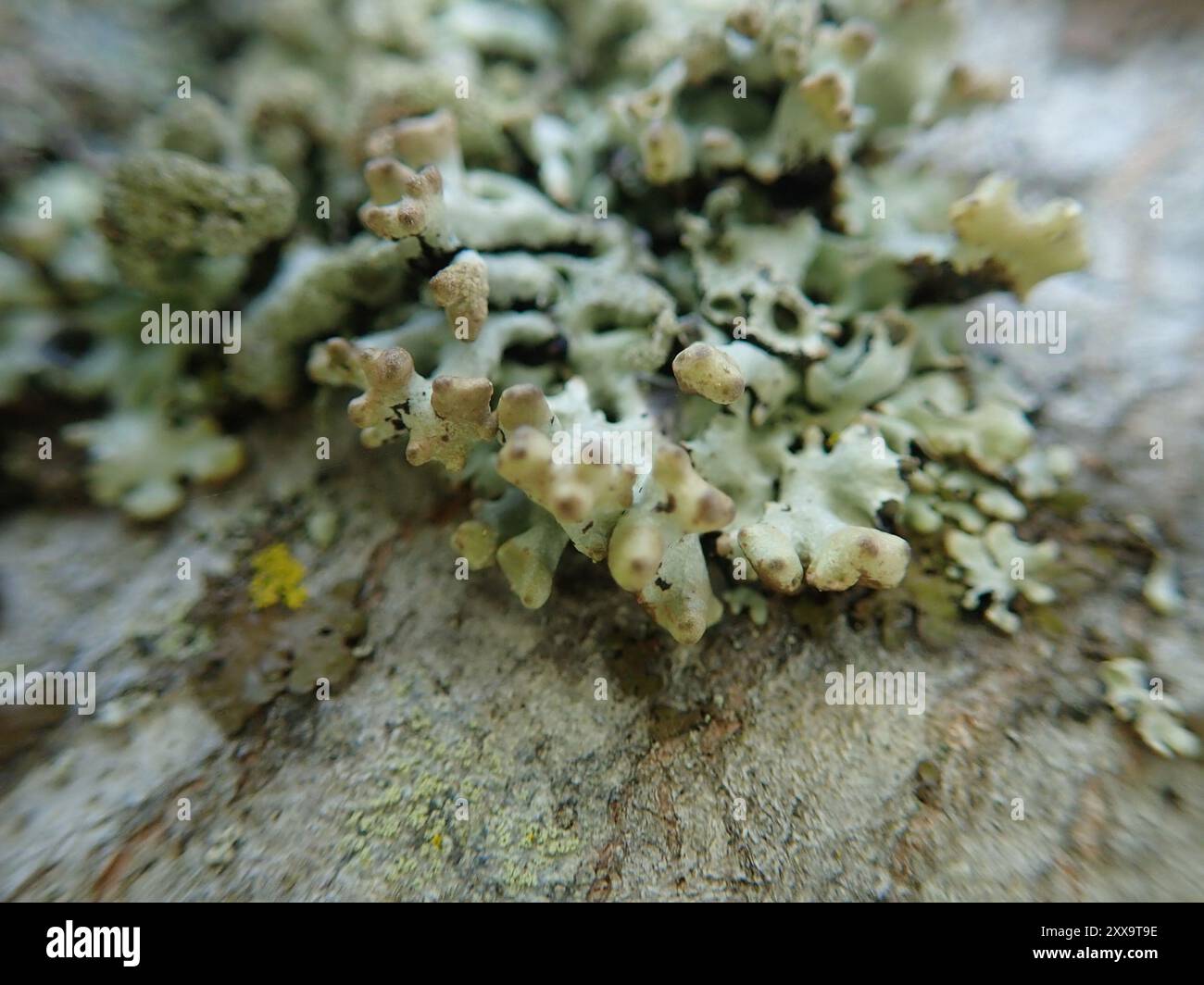 shield lichens and allies (Parmeliaceae) Fungi Stock Photo - Alamy