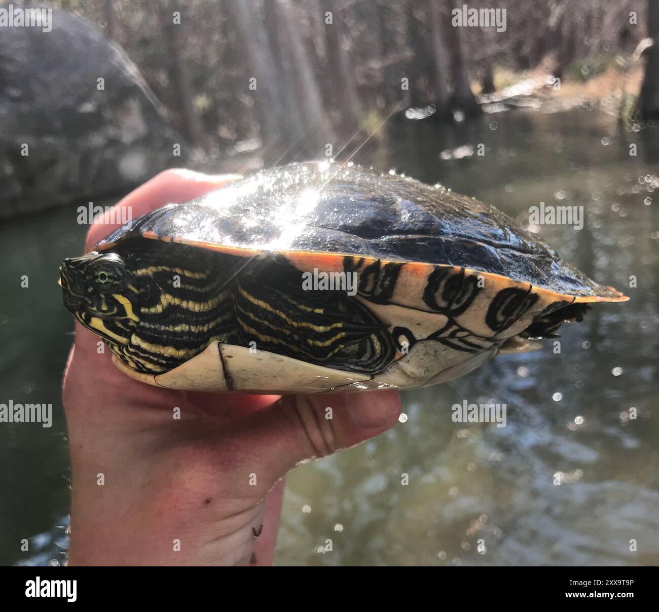 Texas Cooter (Pseudemys texana) Reptilia Stock Photo - Alamy