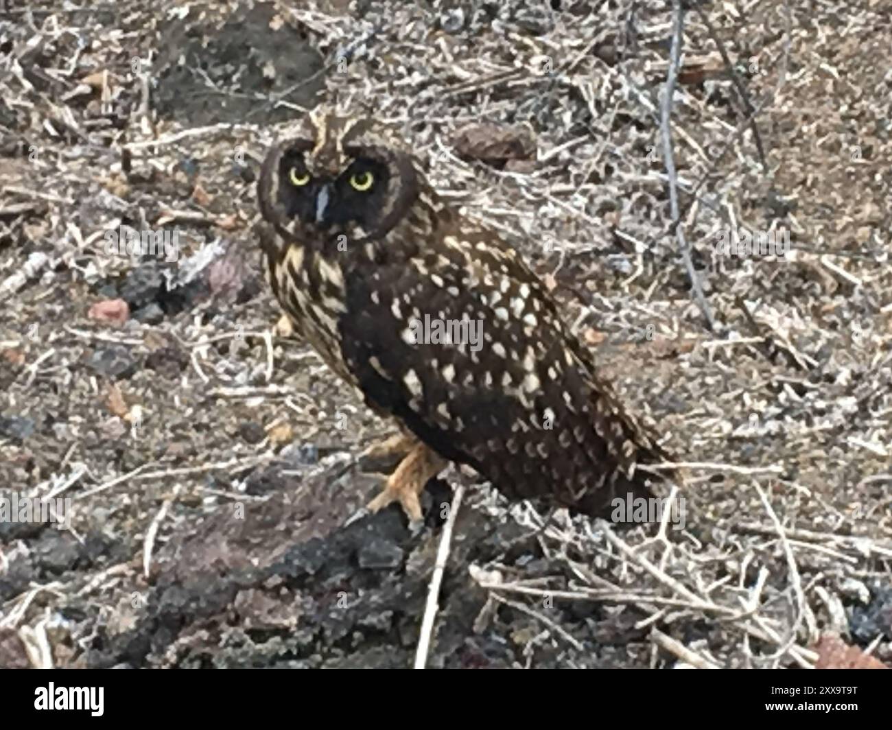 Galápagos Short-eared Owl (Asio flammeus galapagoensis) Aves Stock ...