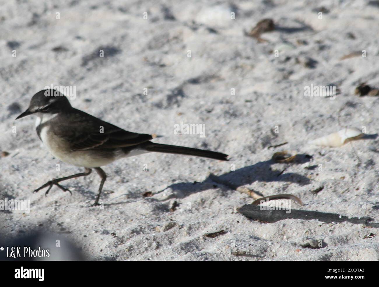 Common Cape Wagtail (Motacilla capensis capensis) Aves Stock Photo - Alamy