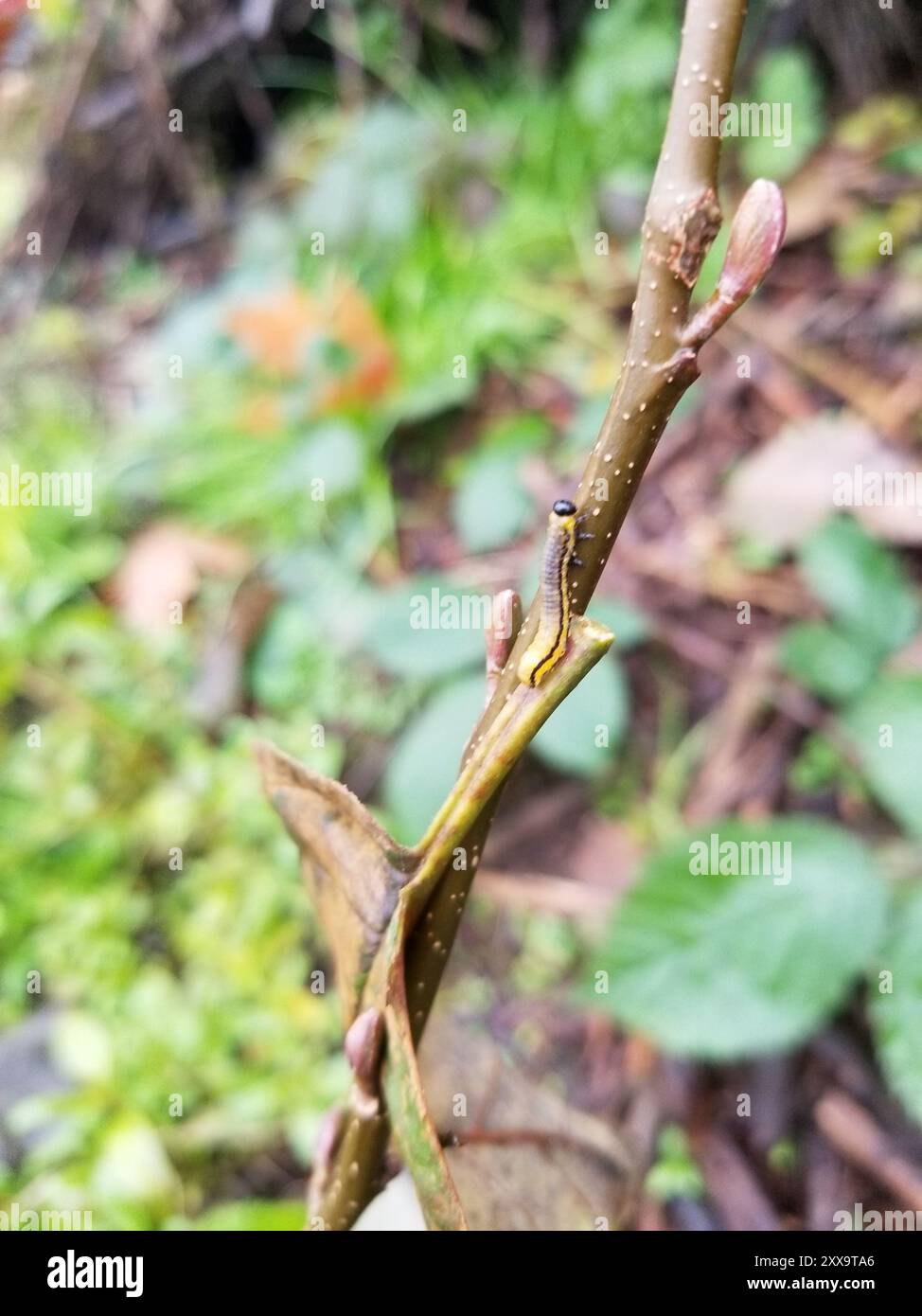 striped alder sawfly (Hemichroa crocea) Insecta Stock Photo - Alamy