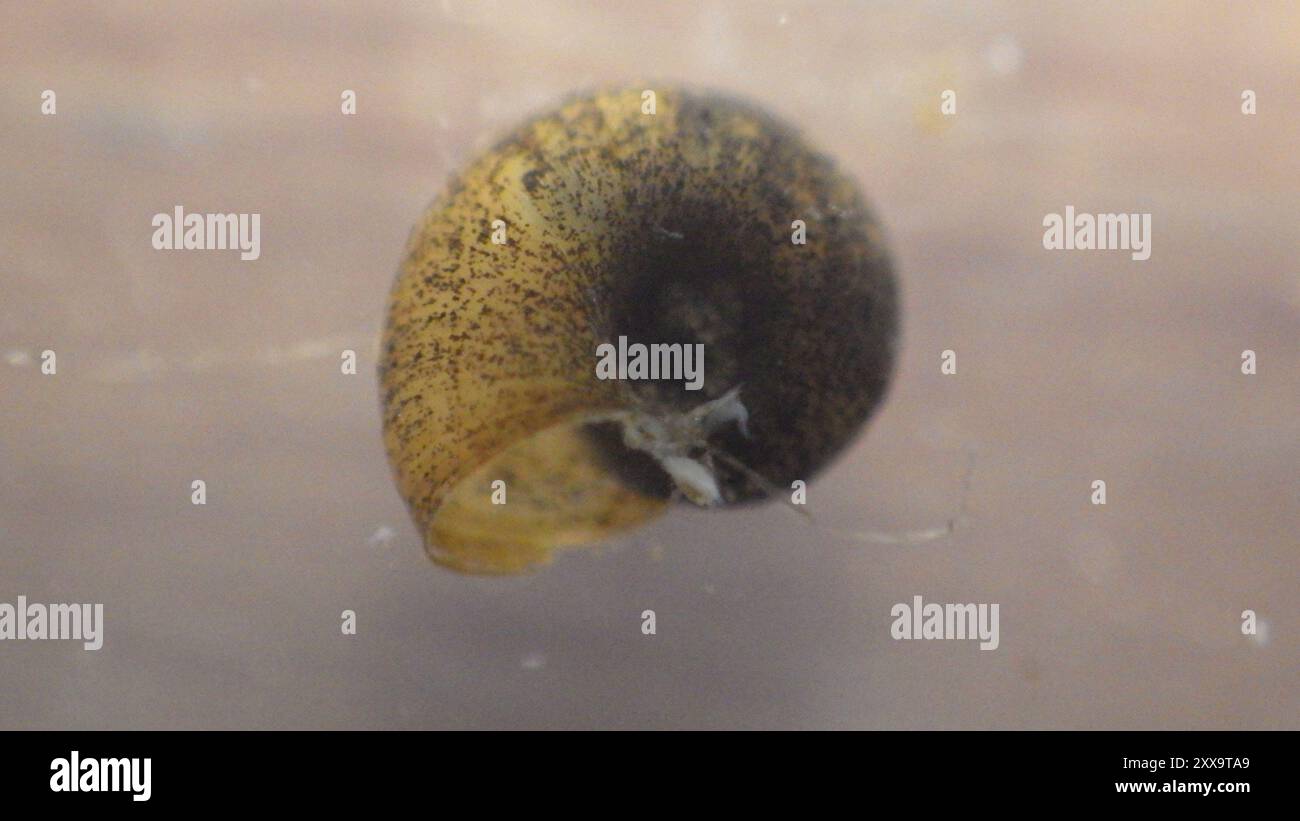 Ramshorn snails (Planorbidae) Mollusca Stock Photo - Alamy