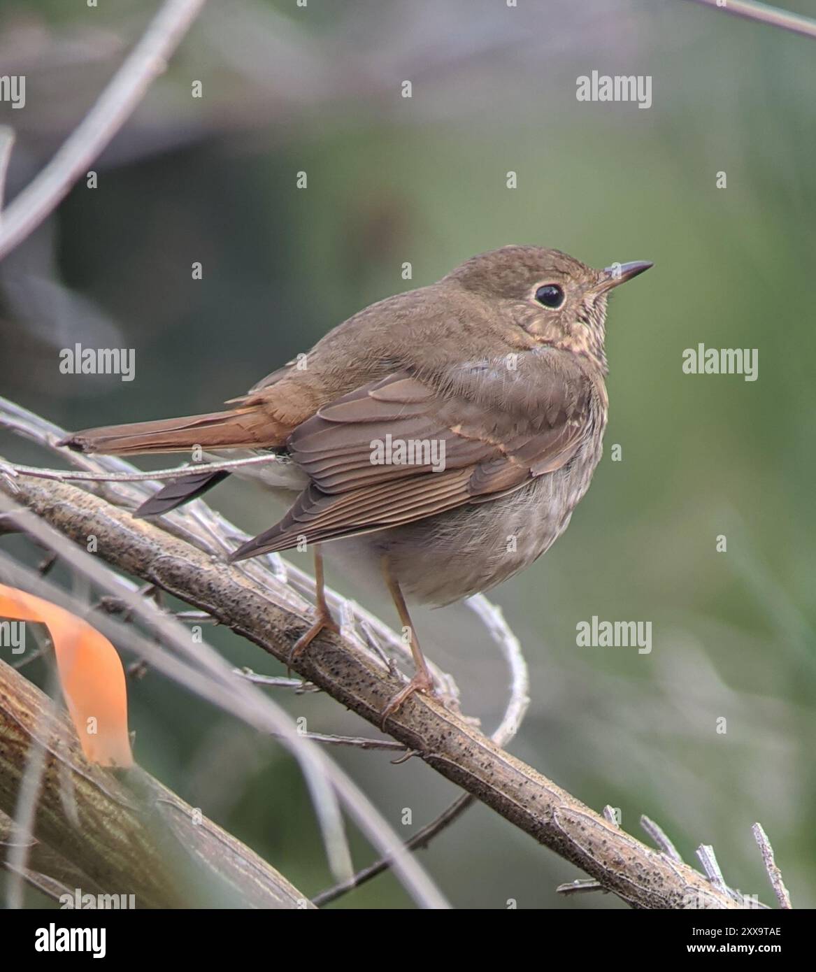 Hermit Thrush (Catharus guttatus) Aves Stock Photo - Alamy