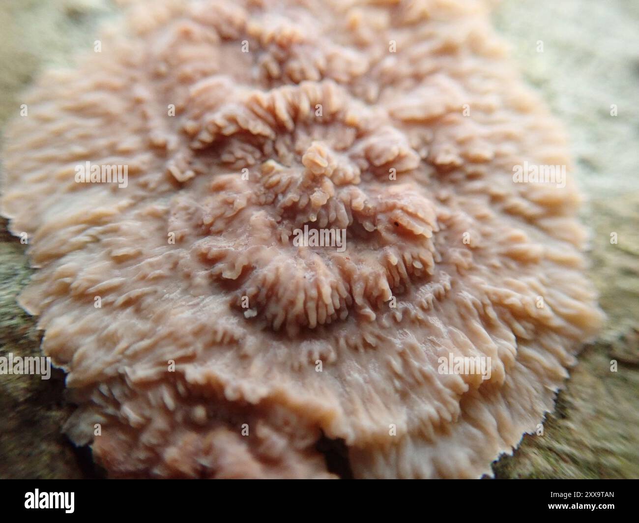 Wrinkled Crust (Phlebia radiata) Fungi Stock Photo - Alamy