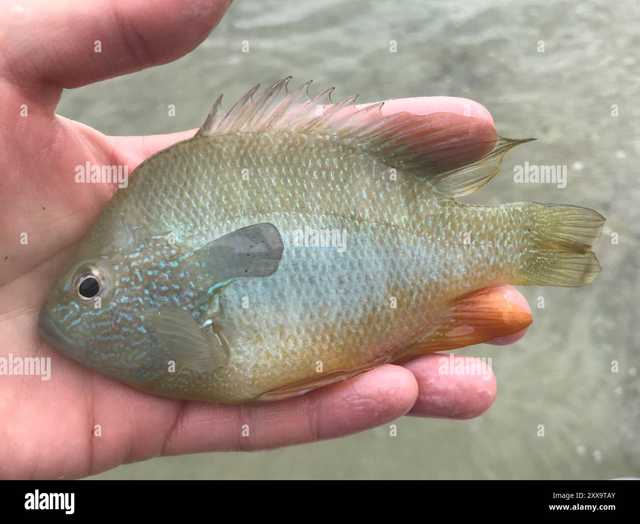 Longear Sunfish Complex (Lepomis megalotis) Actinopterygii Stock Photo ...