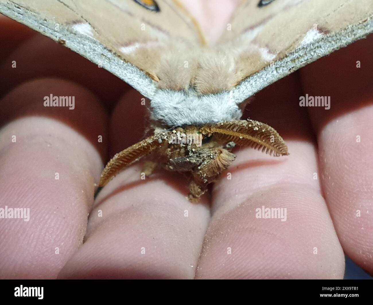 Emperor Gum Moth (Opodiphthera eucalypti) Insecta Stock Photo - Alamy