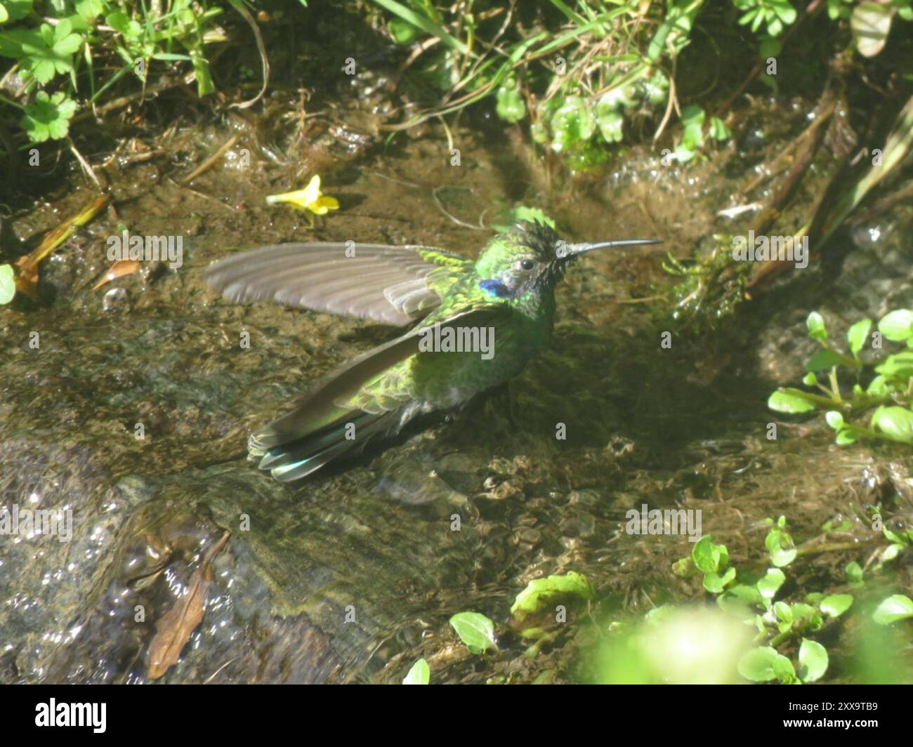 Sparkling Violetear (Colibri coruscans) Aves Stock Photo - Alamy