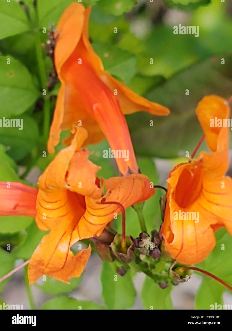 Cape Honeysuckle (Tecomaria capensis) Plantae Stock Photo - Alamy
