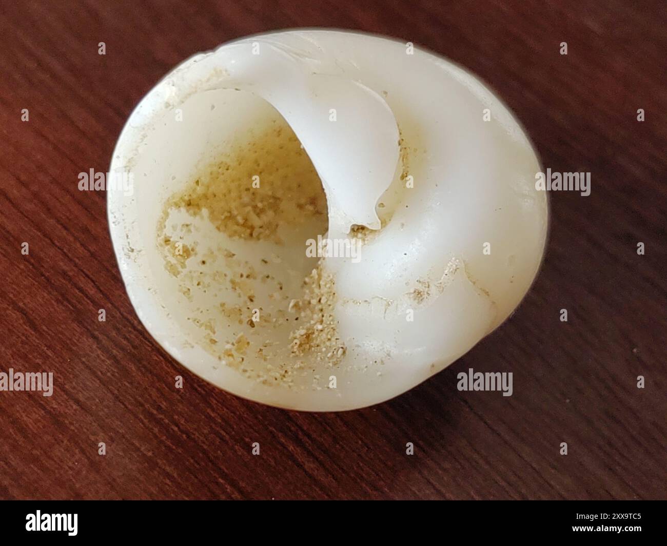 Colorful Moon Snail (Naticarius canrena) Mollusca Stock Photo - Alamy