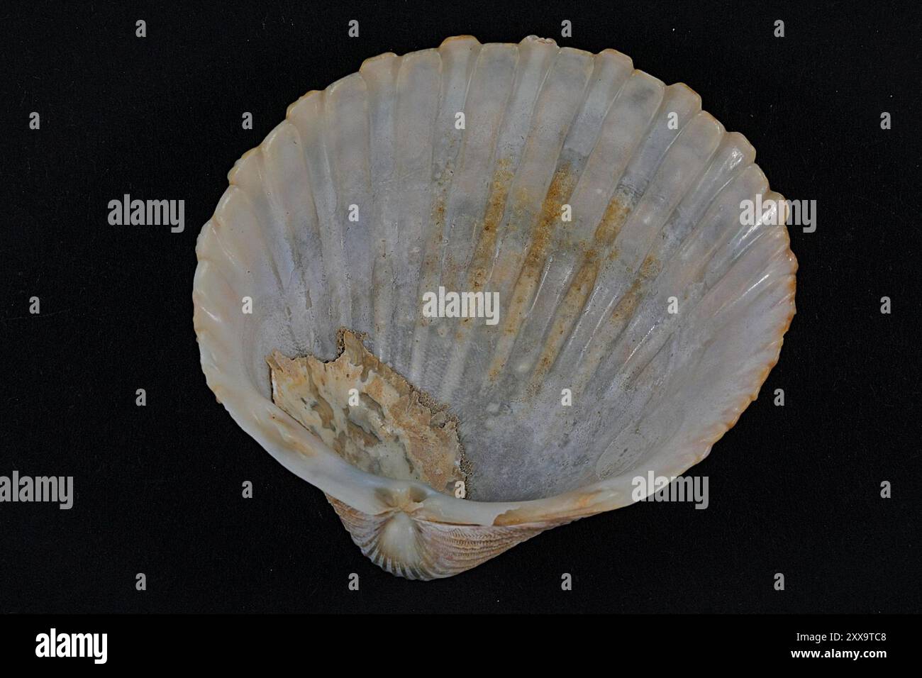 Acanthocardia echinata hi-res stock photography and images - Alamy